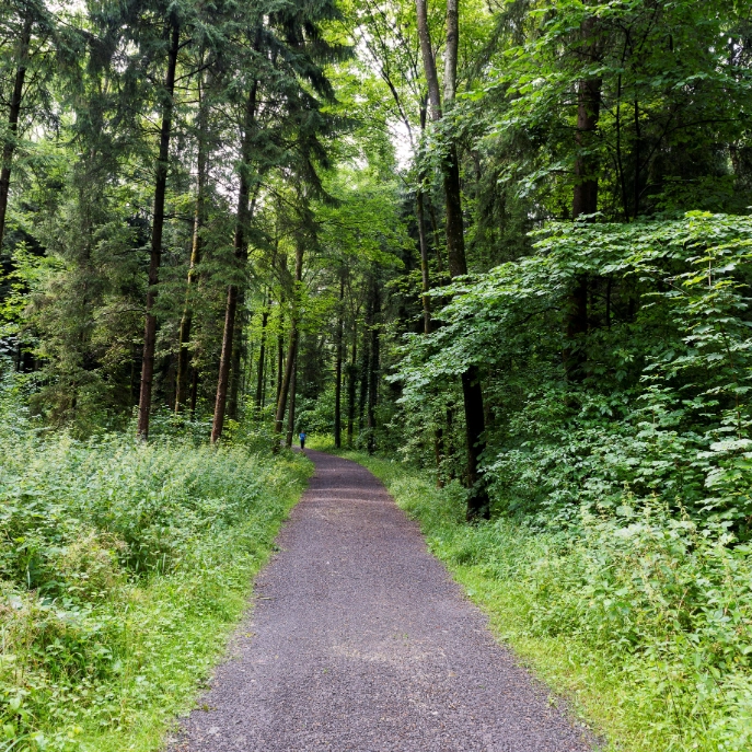 Bauen im und am Wald